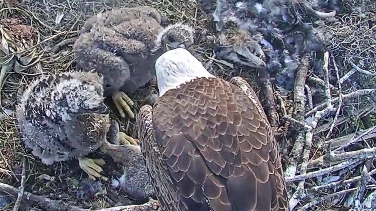 SWFL Eagles~Dad brings a headless rabbit~8:29 am 2021/02/23 - YouTube