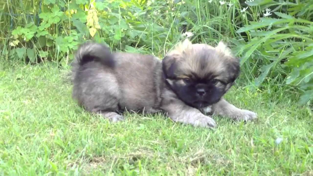 45 Days old Tibbies in the garden - YouTube