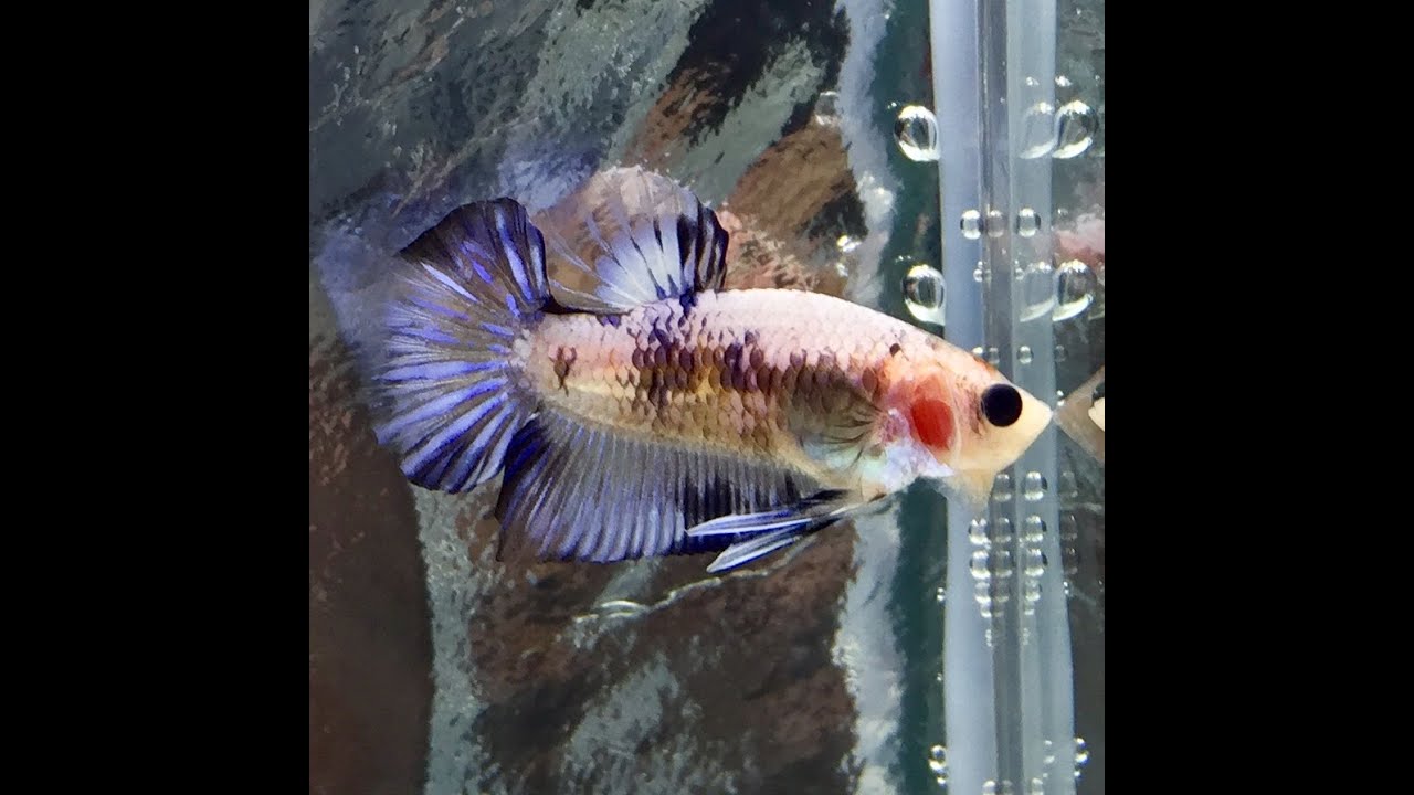 FIGHTING FISH KOI MARBLE🐠🐟🐡 - YouTube