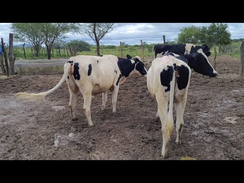 vacas paridas e novilhas a venda (87)981192343 dogival pinto - YouTube