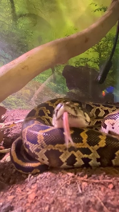 Learn about Burmese pythons w/ Dav Kaufman #NARBC find little buddy ...