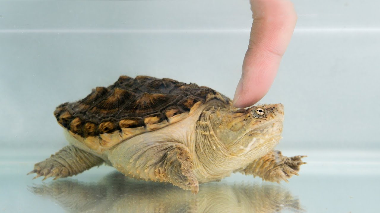 How to befriend a fierce snapping turtle? - YouTube