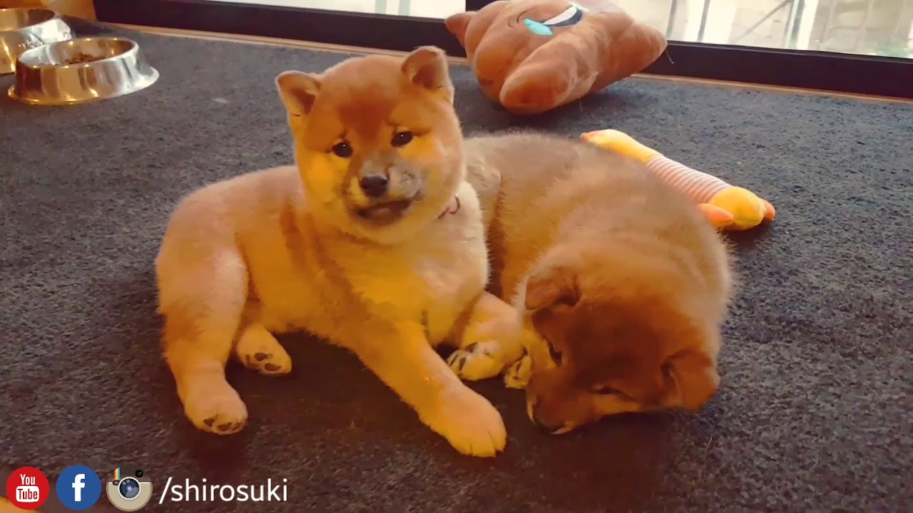 Potat drama continues - MLIP / Ep 179 / Shiba Inu puppies - YouTube