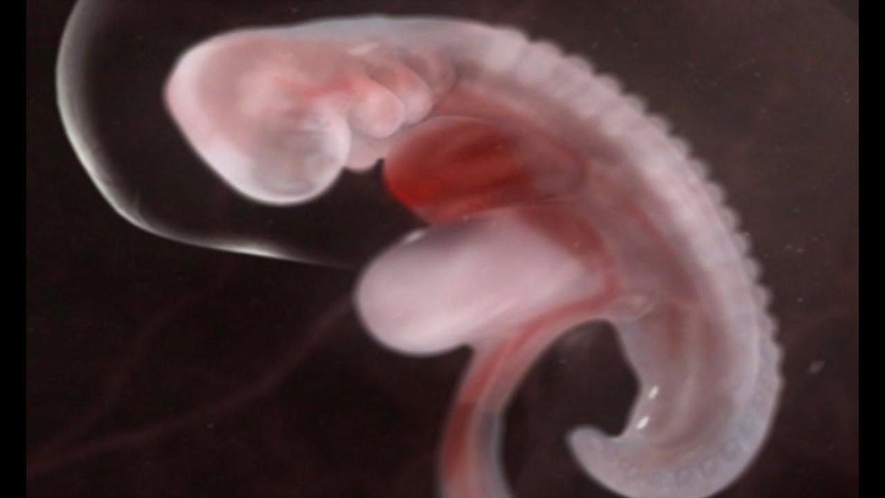 L'embryon de la nidation à 4 semaines - YouTube