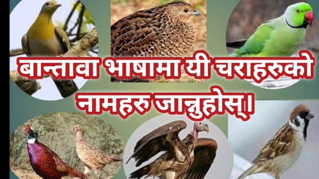 बान्तावा राई भाषामा यी चराहरुको नामको बारेमा जान्नेछौ Bantawa Rai Word ...