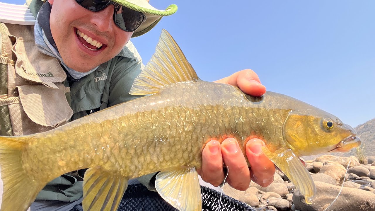 Natal Yellowfish - NFFC Workshop - YouTube