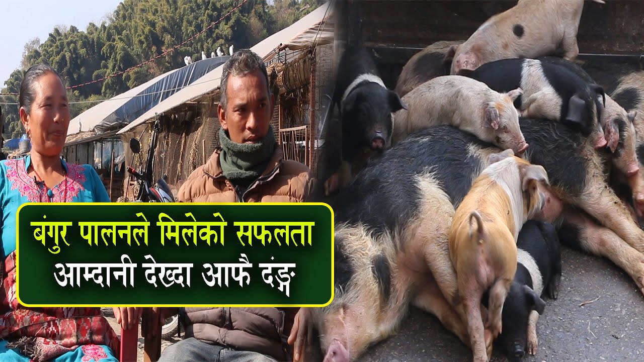 राजधानीमा भेटियो उत्कृष्ट बंगुर फार्म । बंगुर पालन बाट लाखौको कारोबार ...