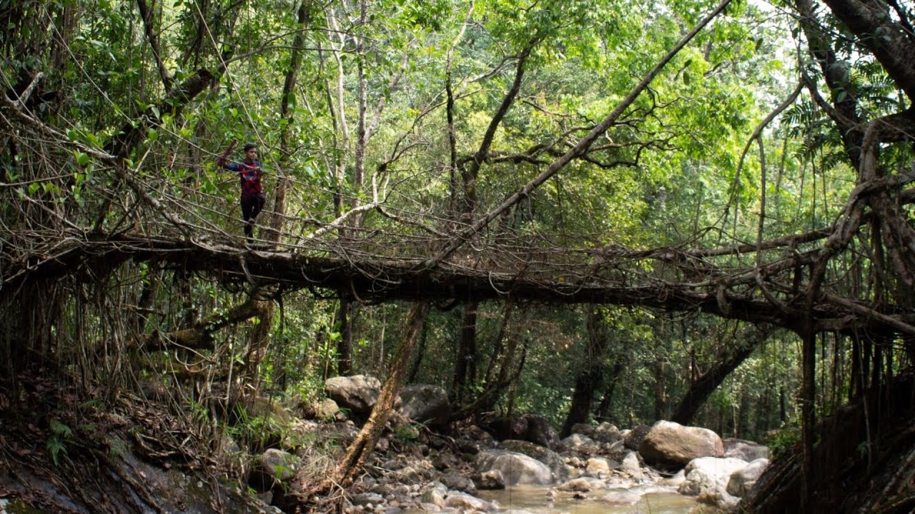 The living root bridges of Laitiam village - YouTube