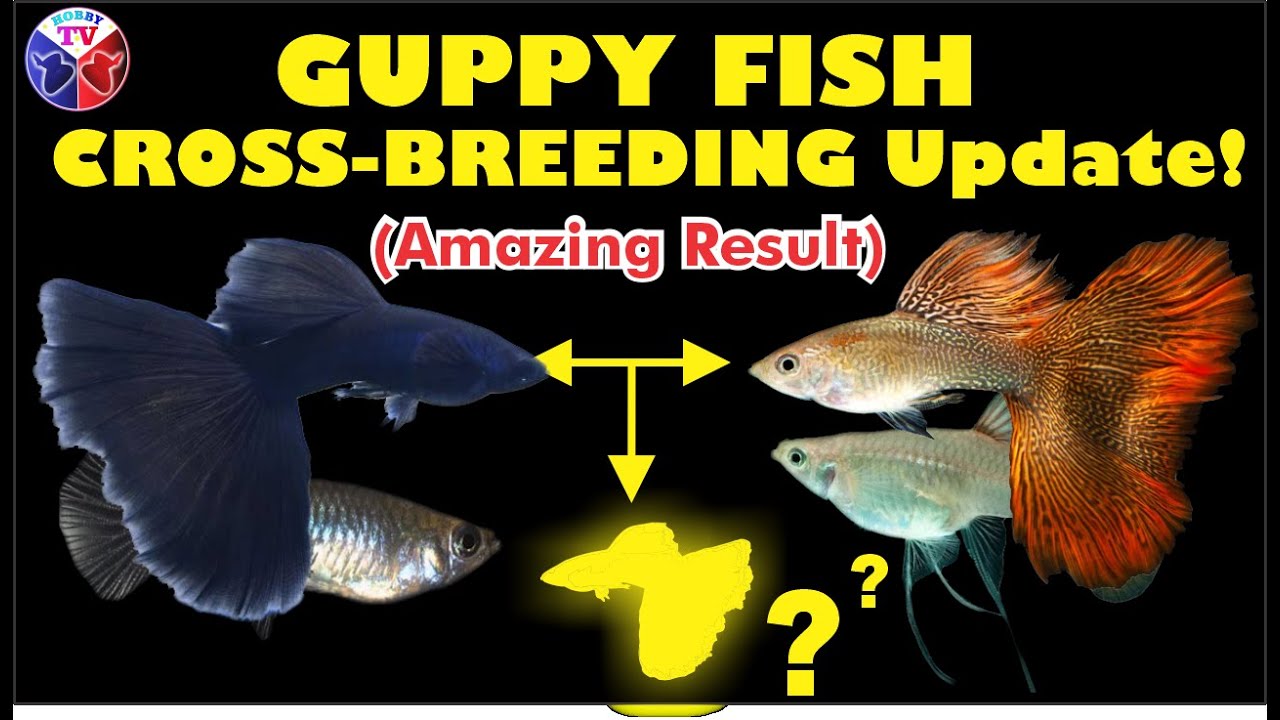 Guppy Fish Crossbreeding Result! EBM and Redlace - YouTube