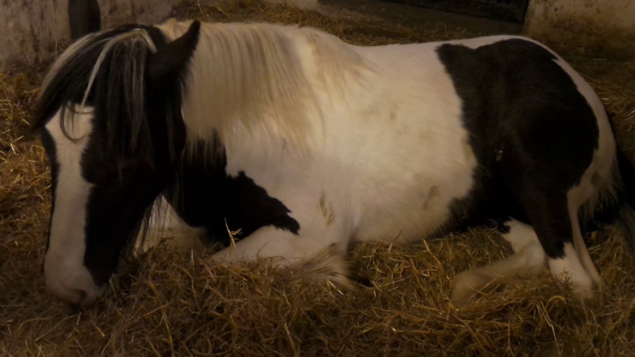 Healing af Hest - Tinker føl - 1 år - YouTube