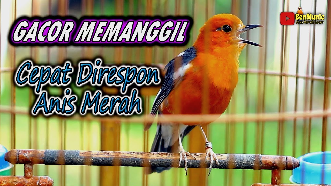 ANIS MERAH GACOR BAGUS SUARA KERAS COCOK UNTUK PANCINGAN ANIS MERAH ...