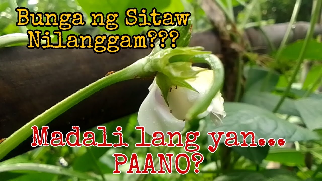 ANO ANG MABISANG SOLUSYUN SA MGA LANGGAM NA DUMADAPO SA ATING MGA ...