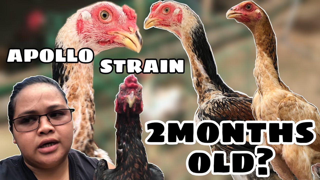 APOLLO STRAIN UPDATE, MALALAKI NGA BA? | INDAY POYPOY - YouTube