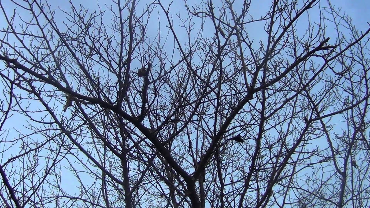 Crows in Tree TIME LAPSE (HD) - YouTube