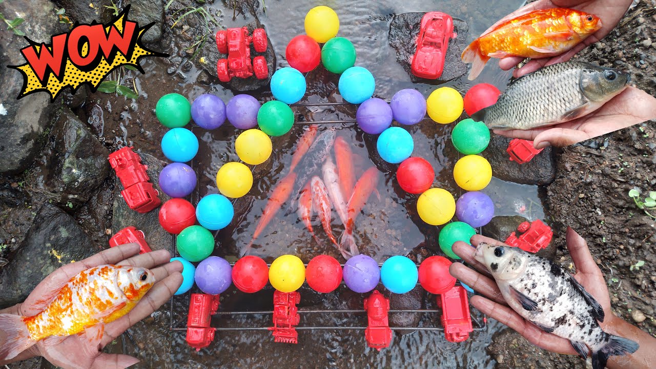 Amazing Catch Tiny Fish And Toys Turtles Ornamental Fish Koi amazing-catch-tiny-fish-and-toys-turtles-ornamental-fish-koi