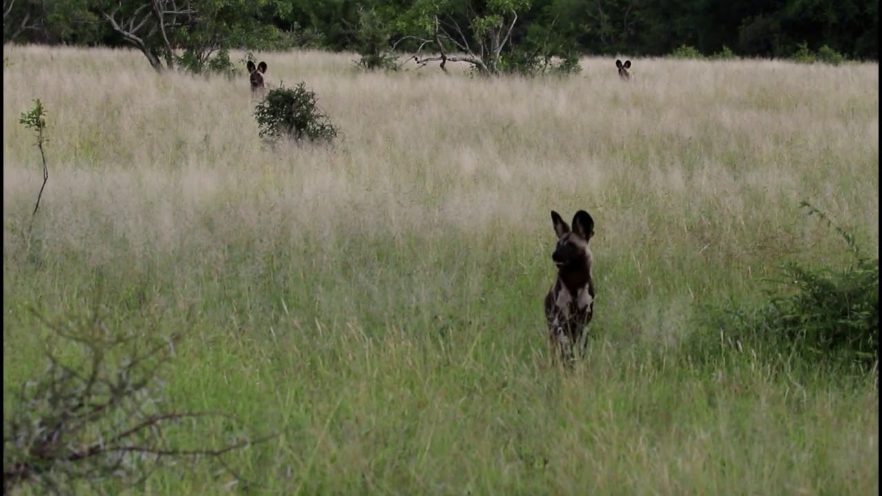 Wild dogs have their sights set on a zebra in the distance - YouTube