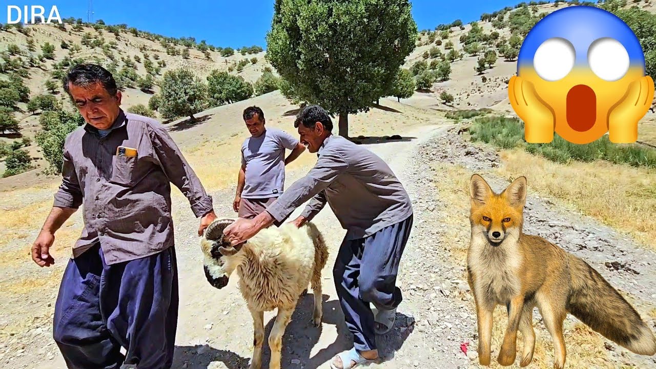 "A Fox Attacked Our Rooster! A Miraculous Rescue & Sacrificing a Sheep ...