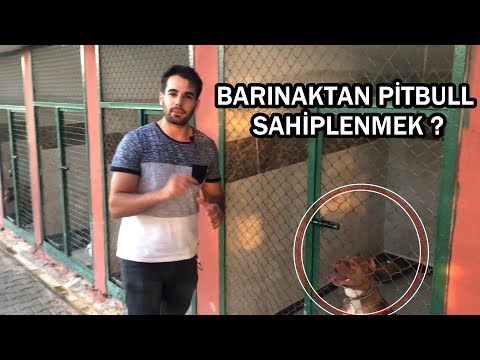 ÜCRETSİZ PİTBULL SAHİPLENMEK ?
