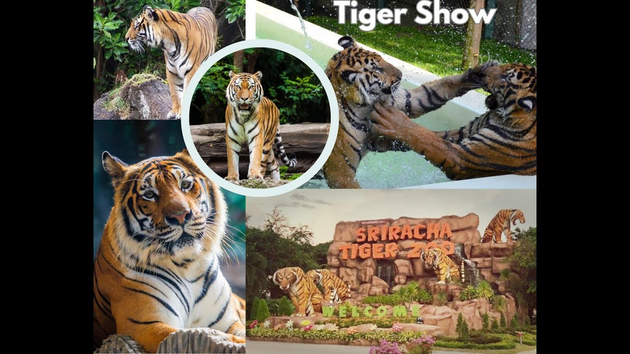 Tiger show Pattaya, Bangkok - YouTube