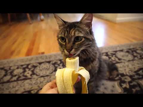 Fun To Watch Cat Video! Complex Compilation