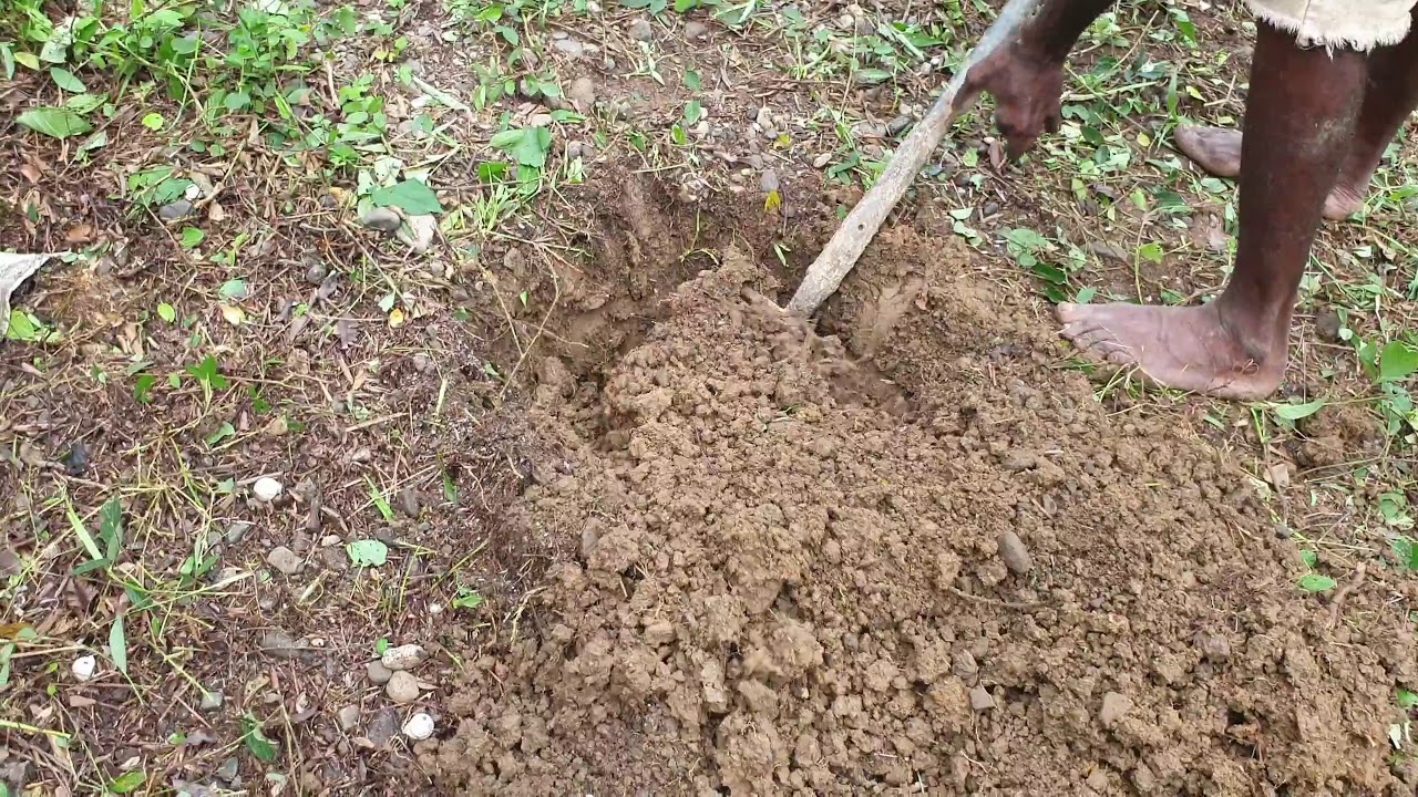 Clearing land PLUS- How to dig plantain and banana hole - YouTube