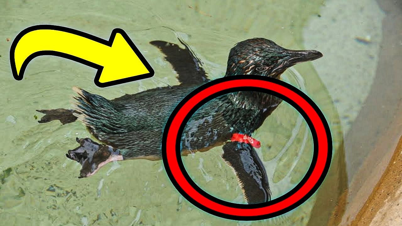 Couple Spots Lost Penguin In A River And Quickly Uncovers The Dark ...