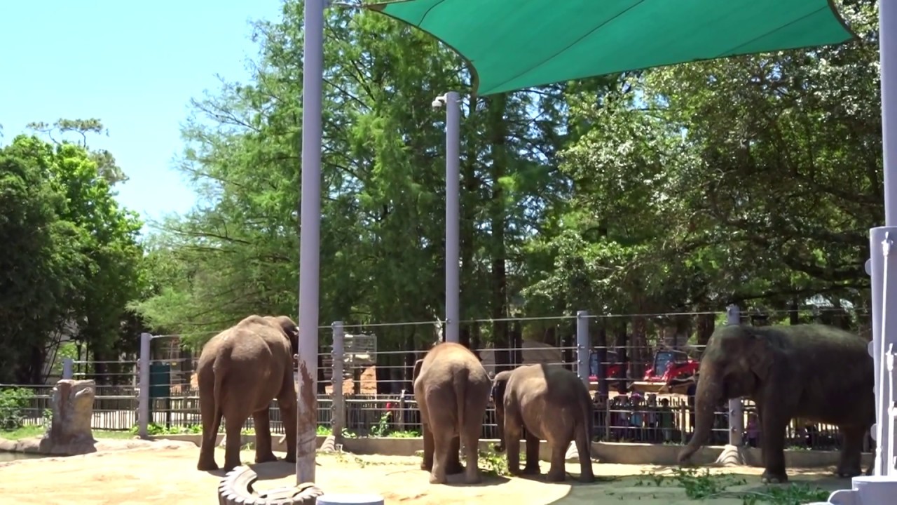 Zoo Houston Texas USA #houston #zoo #mariepanic 2017 no.5 Elephants ...