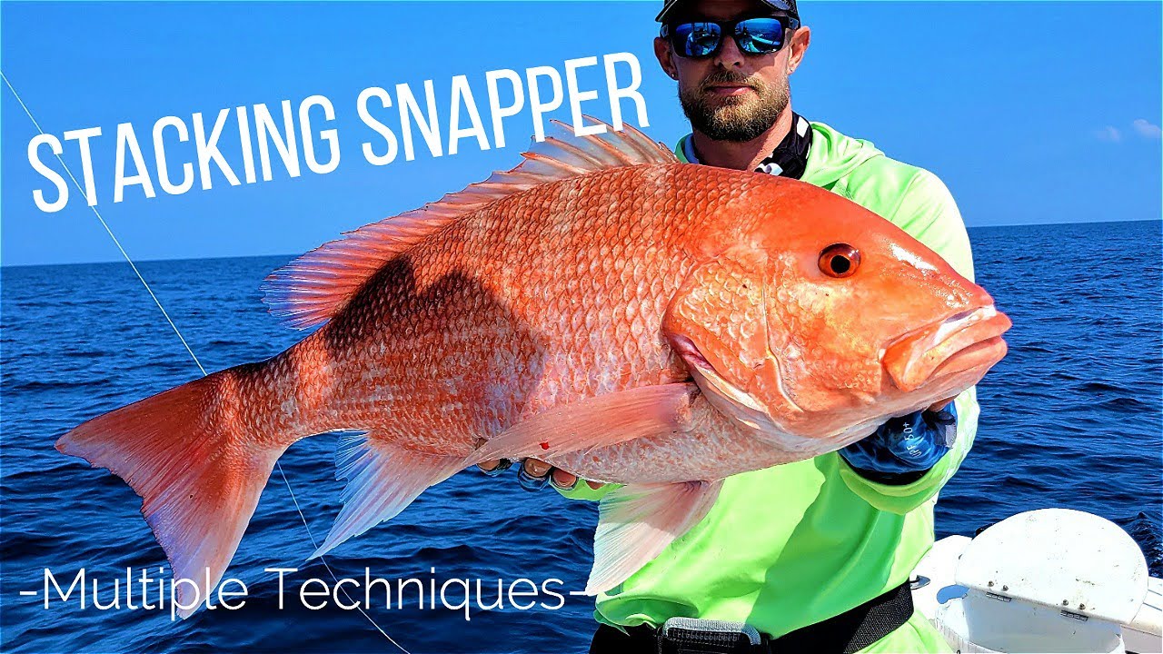 Stacking Red Snappers - 256 lbs. Worth - Artificial, Live, Cut Bait ...