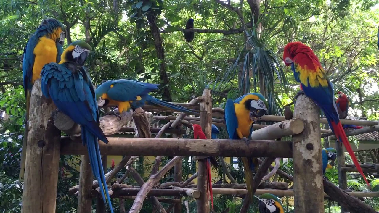 Chatty parrots in Cartagena , Colombia - YouTube