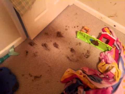 Poop everywhere - YouTube