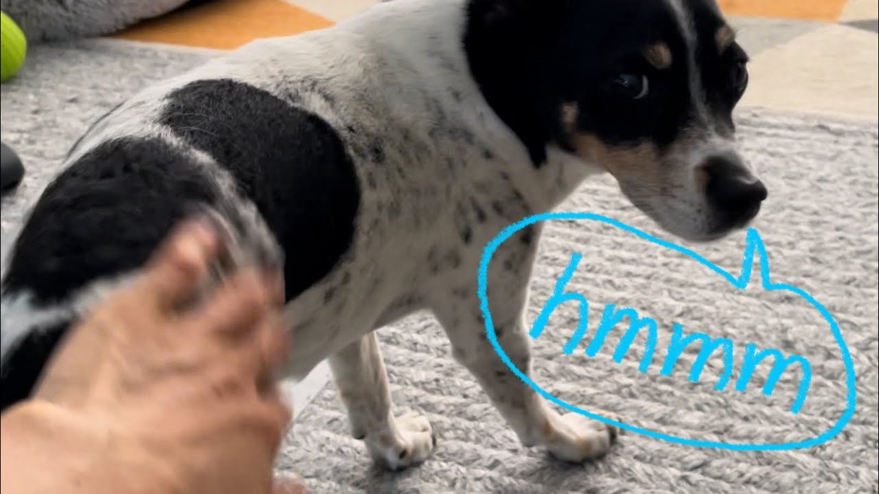 18/10/23 Hmmm, Senior dog 13 with heart murmur - YouTube