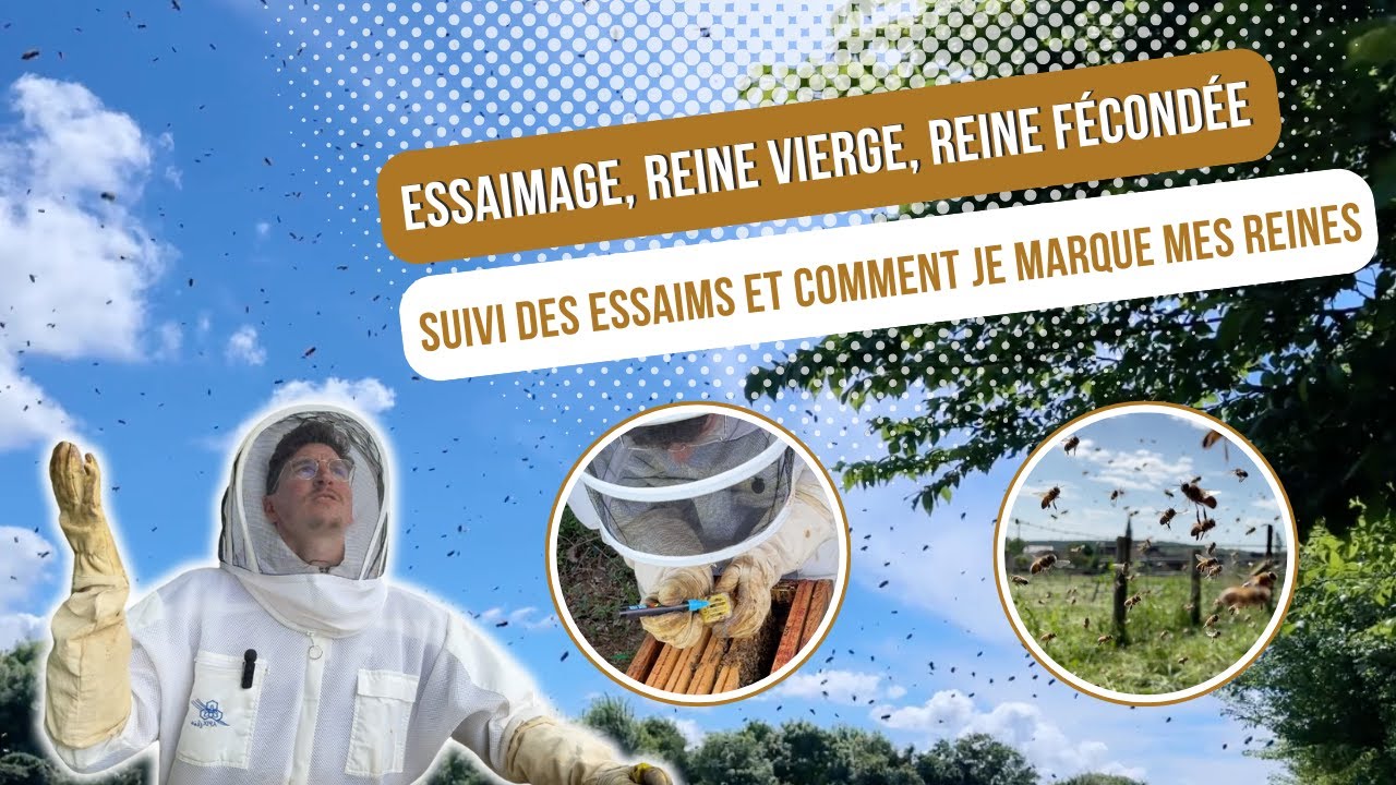 Essaimage, Reine vierge, reine fécondée : SUIVI des essaims et COMMENT ...