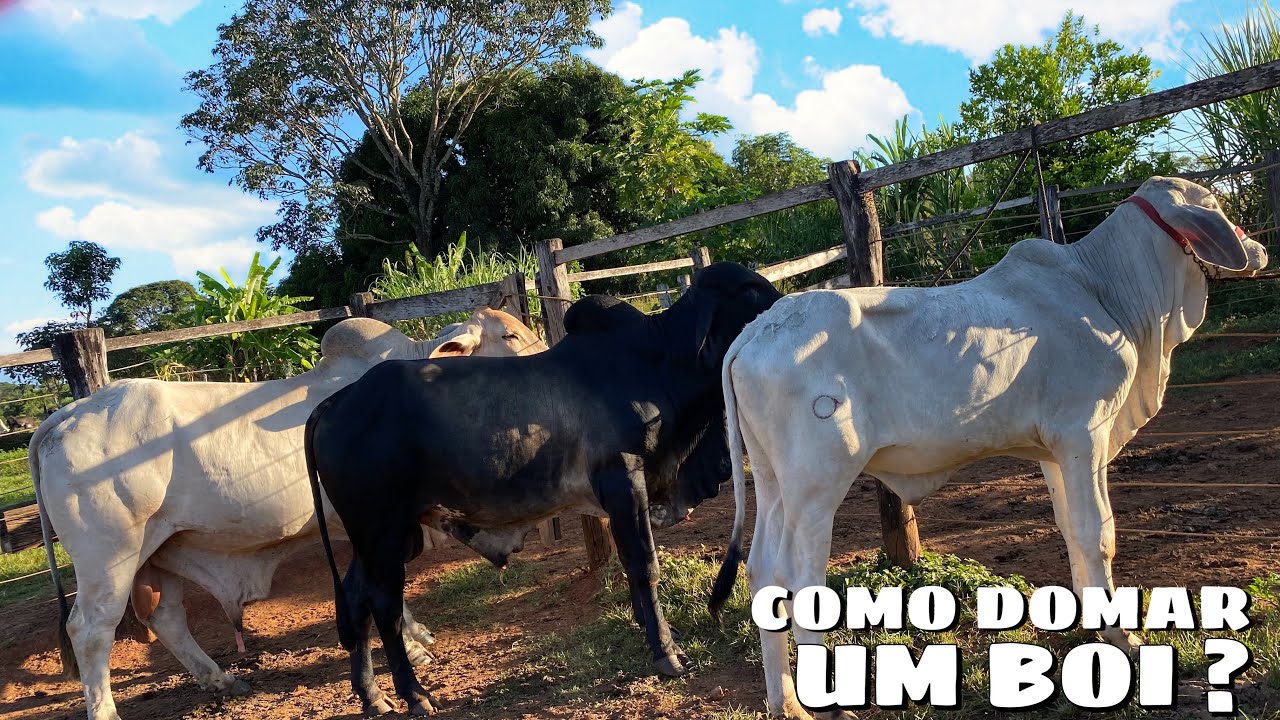 VOU ENSINAR VOCÊS A COMO DOMAR UM BOI! - YouTube