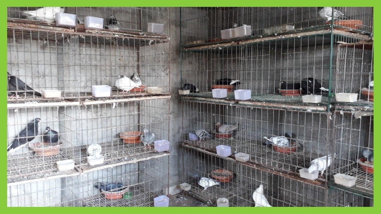 high flying pigeons breeding lofts & best fancy pigeon breeding loft ...