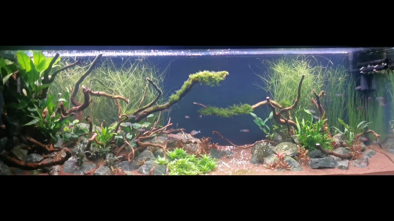 AKWARIUM NATURALNE 500 L ROŚLINNE / NATURE AQUARIUM 500L - NEW RELEASE ...
