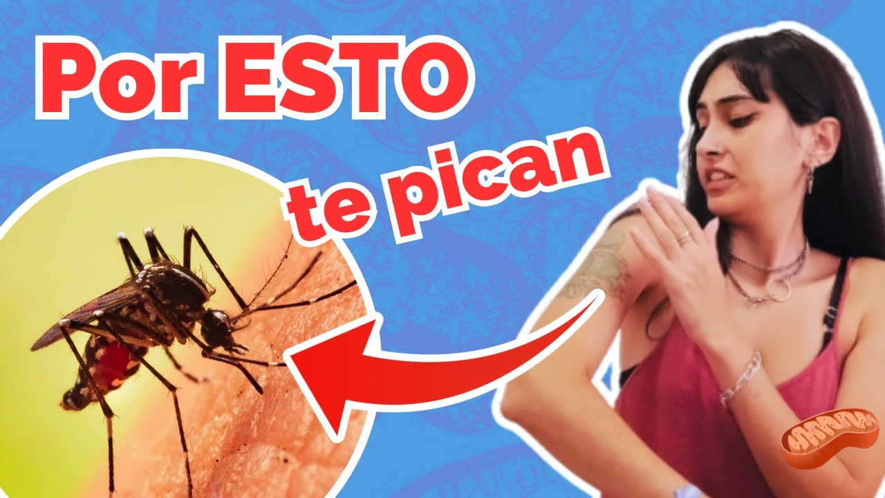 ¿Por qué los mosquitos te pican más que a otras personas? 🦟🩸 - YouTube