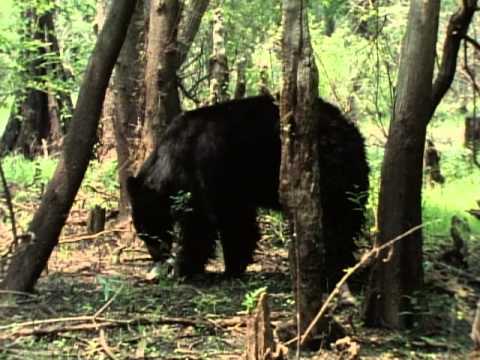 Swamp Bear -- Part 2 - YouTube