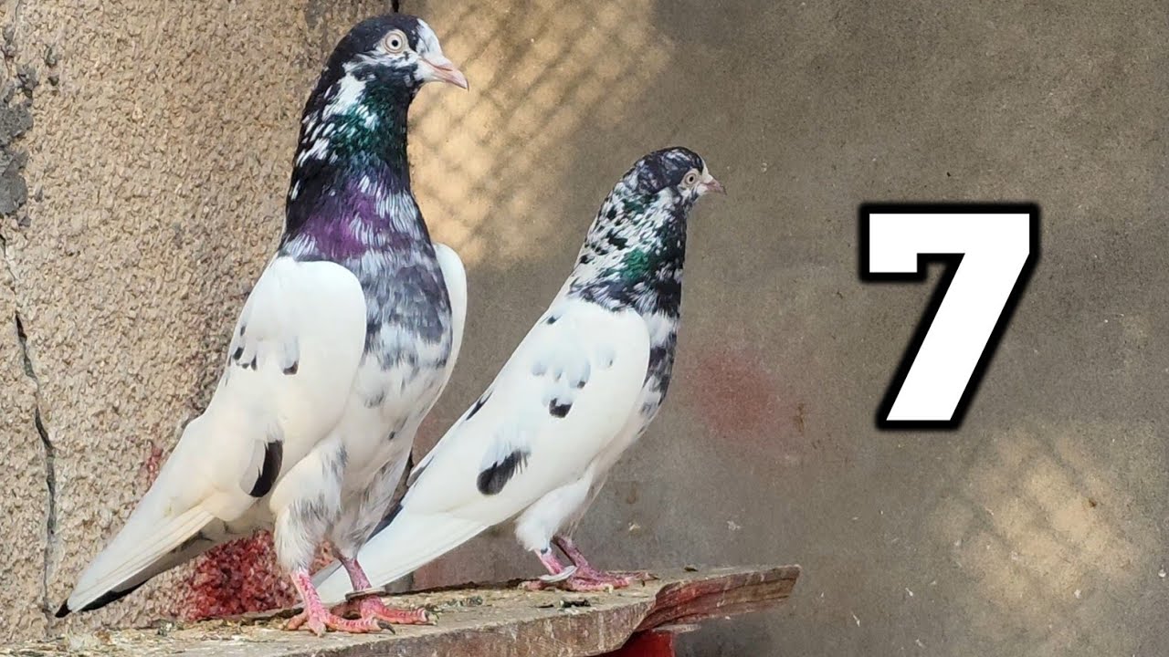 7 Number MAIN Pair | Ch Sakhi Muhammad Bhatti Pigeons - YouTube