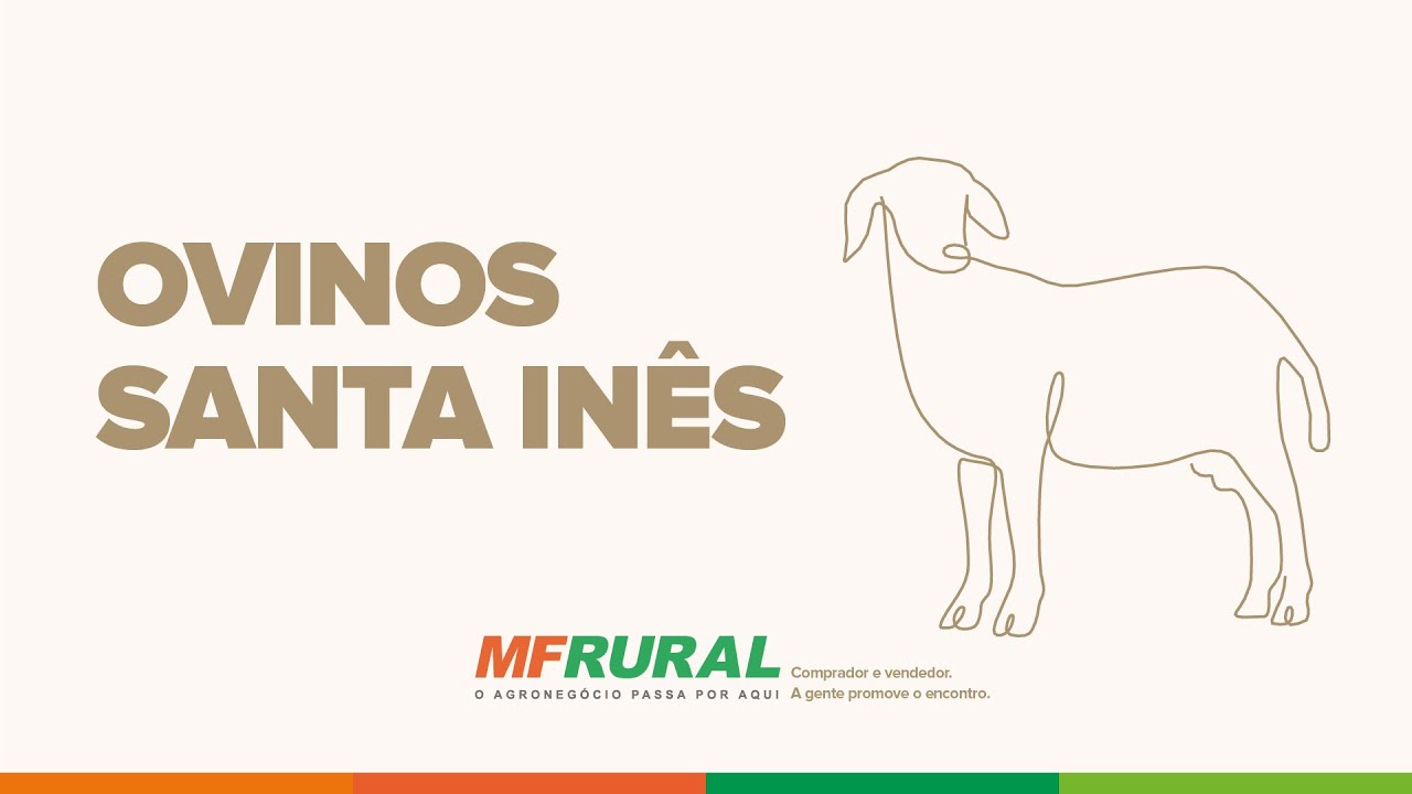 OVINOS SANTA INÊS - YouTube
