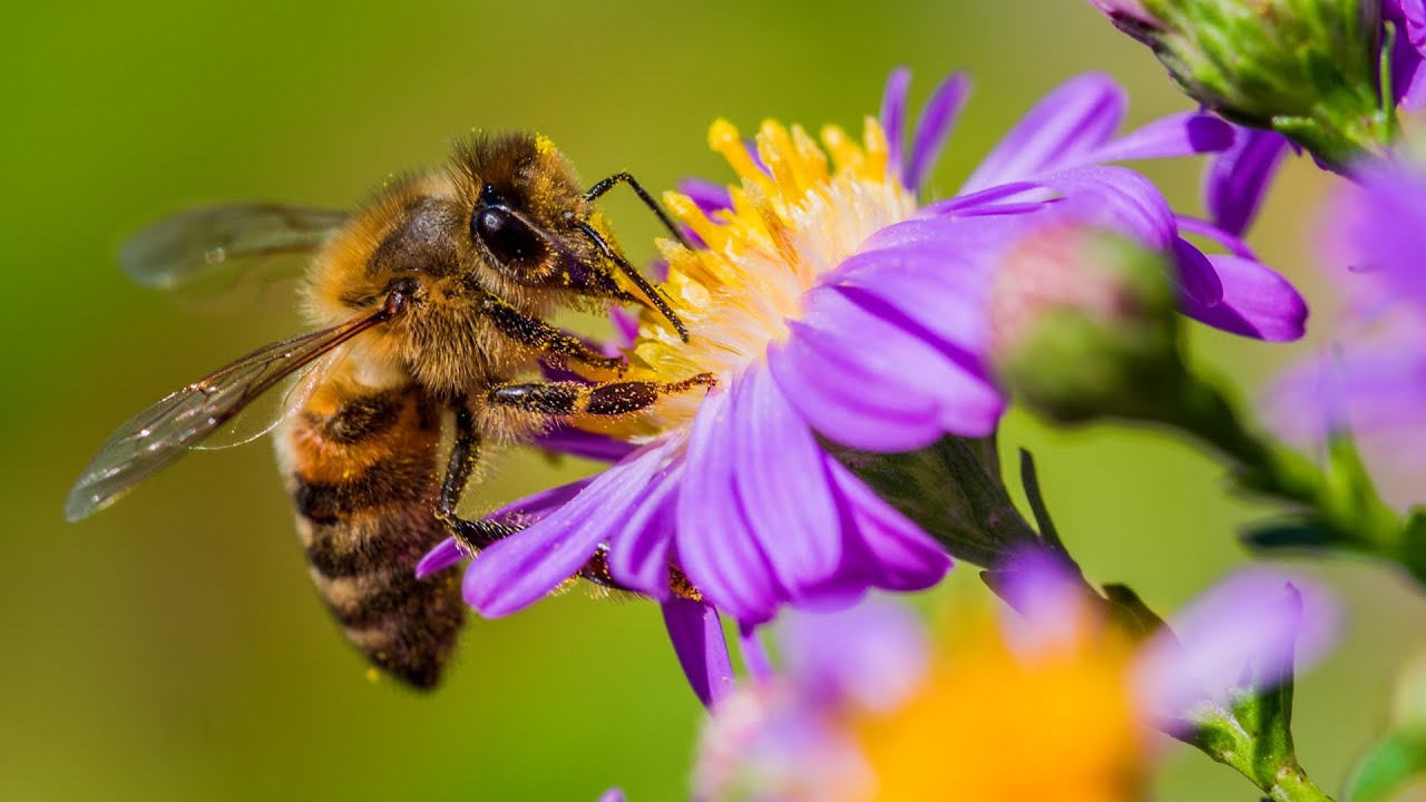 Inside the Brock University Bee Lab - YouTube