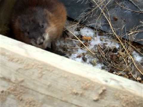 When Muskrats attack - YouTube
