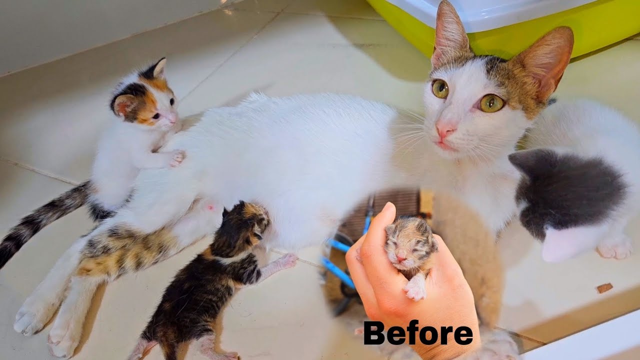 Trying to rescue the life of poor abandoned newborn kitten, adopted by ...