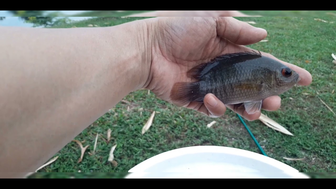 Memancing Ikan Pepatung @ Ikan Patung @ Ikan Kepar @ Ikan Kepor @ Ikan ...
