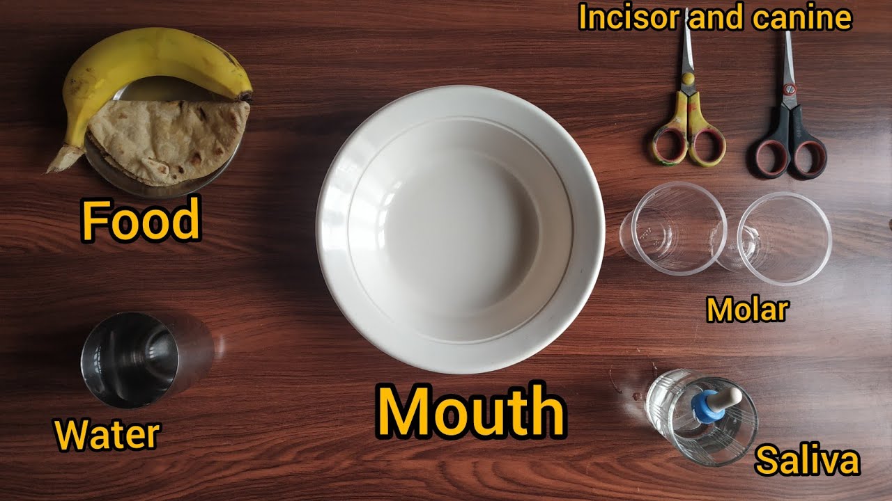 Digestive system: Working model for school project and science fair ...