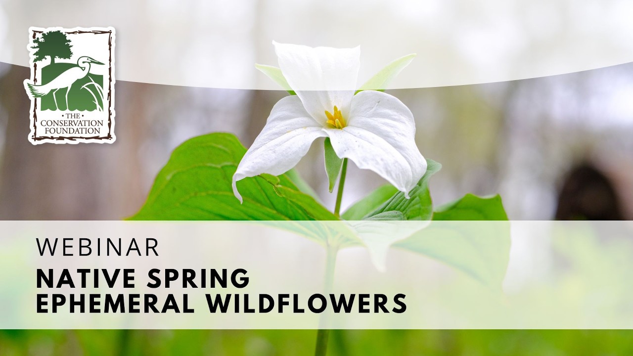 Native Spring Ephemeral Wildflowers | Webinar - YouTube