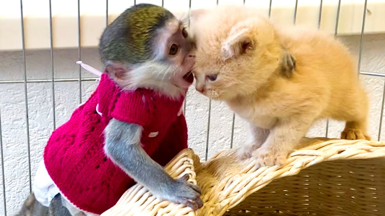 Baby monkey has fun playing with kitten Caramel Bibi - YouTube
