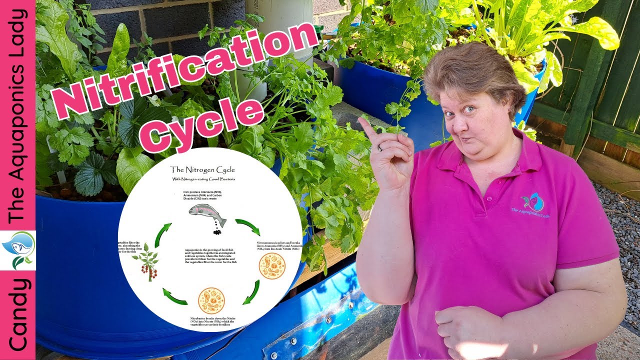 The Aquaponics Biology Explained: The Nitrification Cycle is What Makes ...