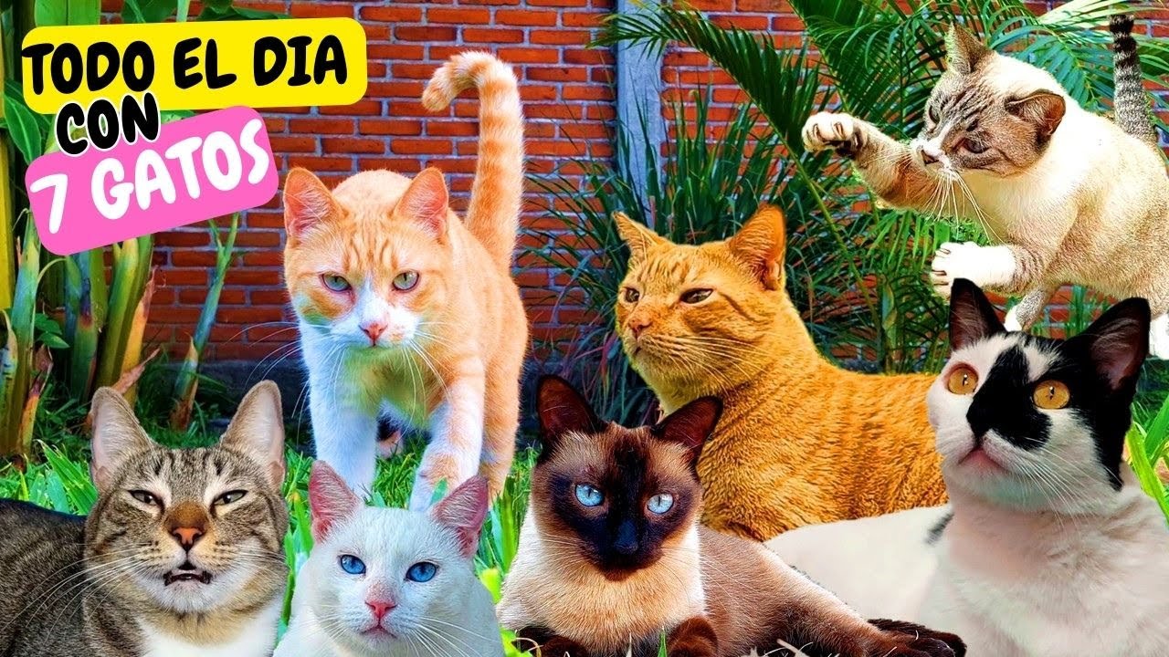 24 HORAS con 7 GATOS muy traviesos!🙀😍 Los grabe todo el dia!! - YouTube