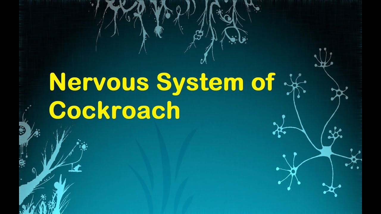 Nervous System of Cockroaches - YouTube