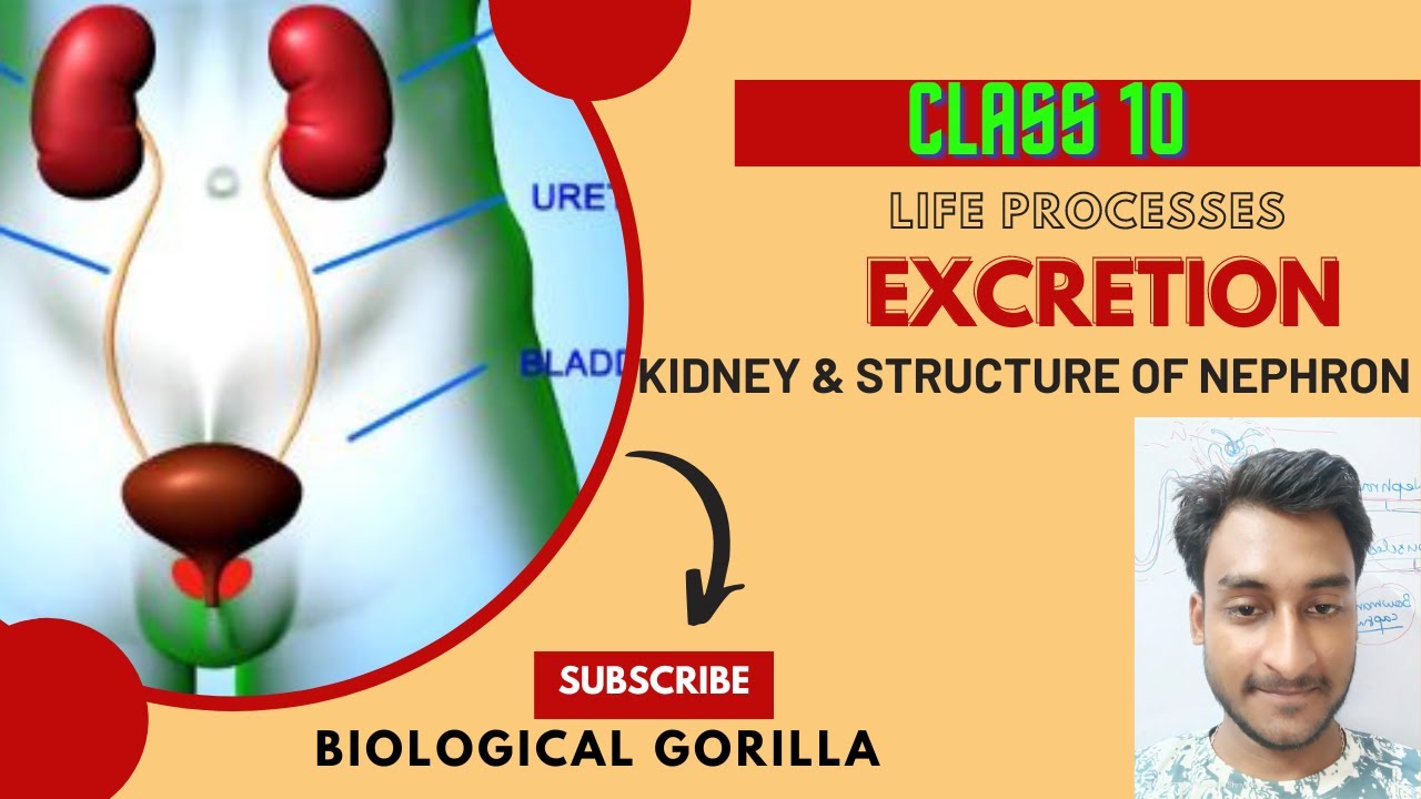 CLASS 10: LIFE PROCESSES - EXCRETION (KIDNEY & STRUCTURE OF NEPHRON ...